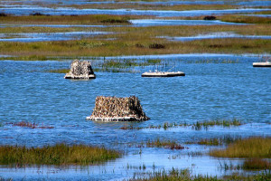 Floating Islands West Nesting Islands | BioHaven Floating Islands