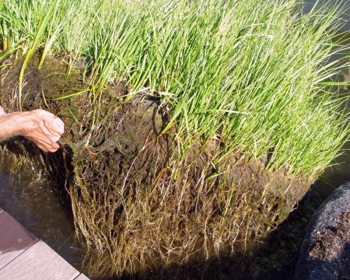 Floating Islands West | BioHaven® Treatment Wetlands | Our Brand