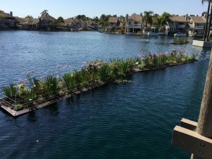 Floating Islands West | Harmful Algae Blooms | Floating Wetlands by ...