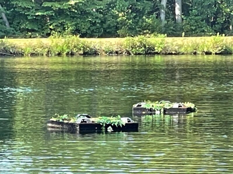 Floating Islands West | How to Build a Turtle Island and Stop Algae